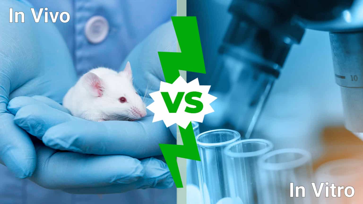 In vivo vs in vitro - A-Z Animals