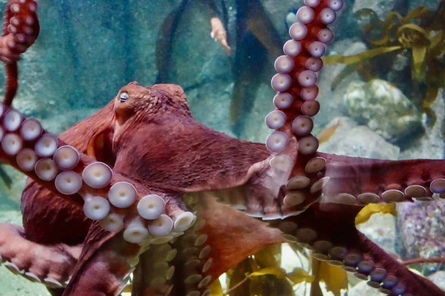 Now in Her Final Days, Ghost the Octopus Deserves All the Love on World ...