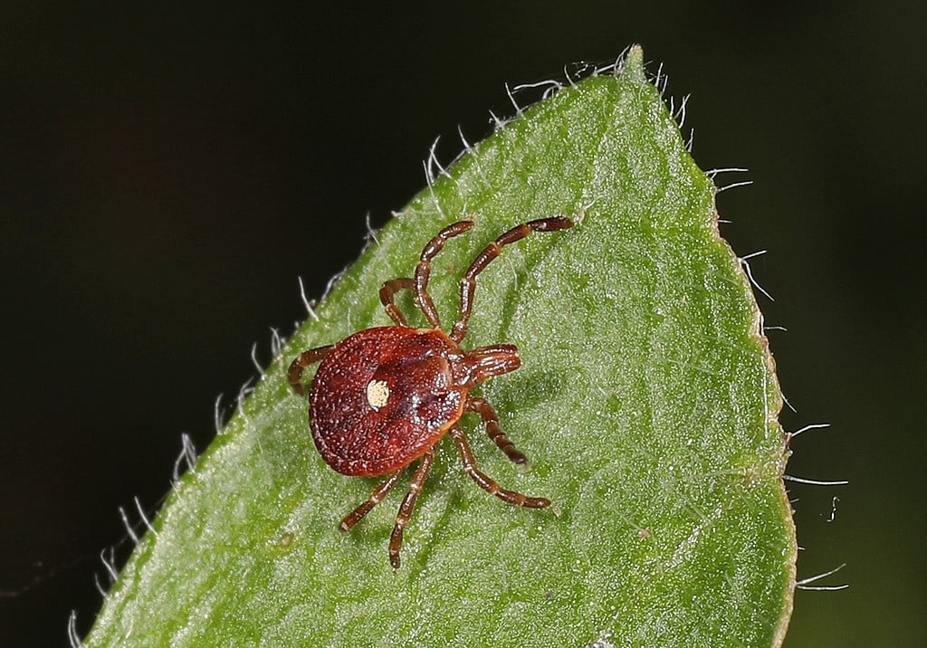 The Most Dangerous Tick Lurking In The U S A Z Animals