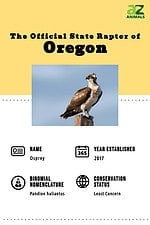 Discover the Official State Bird of Oregon - A-Z Animals