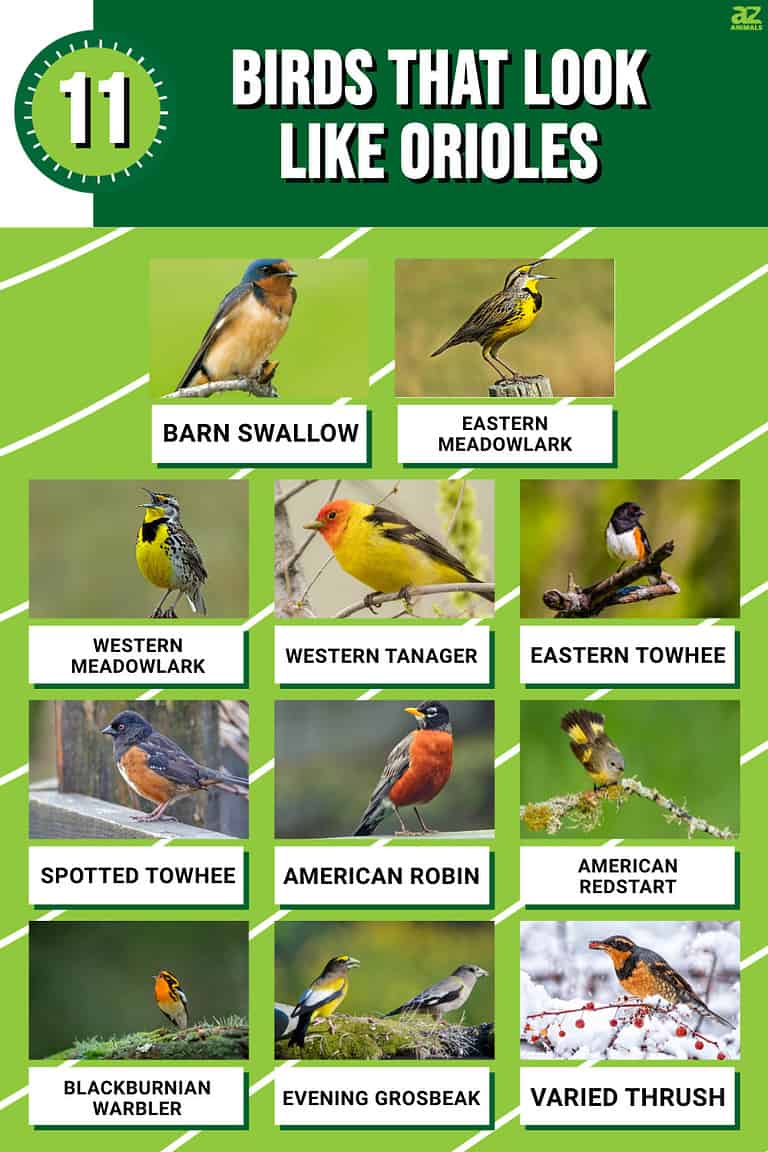 11 Birds That Look Like Orioles (And How to Spot the Difference)