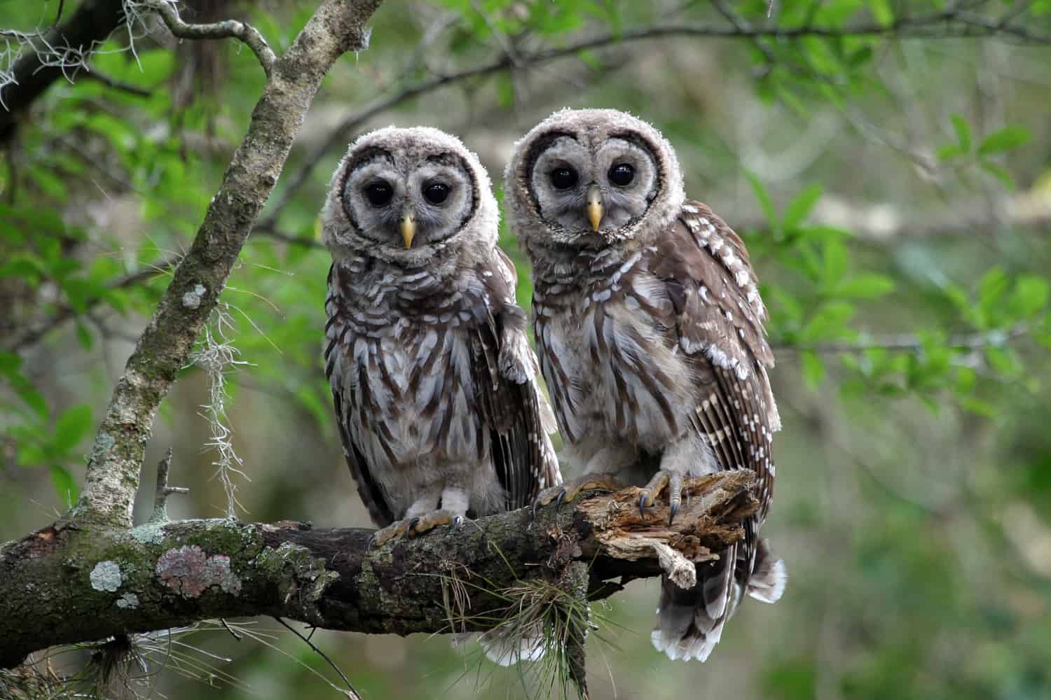 Male vs. Female Owls: 5 Key Differences - A-Z Animals