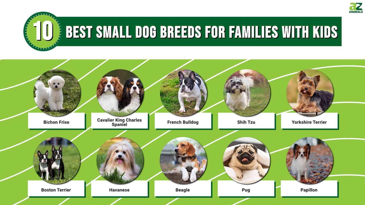 The 10 Best Small Dog Breeds for Families with Kids - A-Z Animals