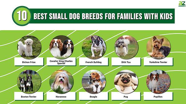 The 10 Best Small Dog Breeds for Families with Kids - A-Z Animals