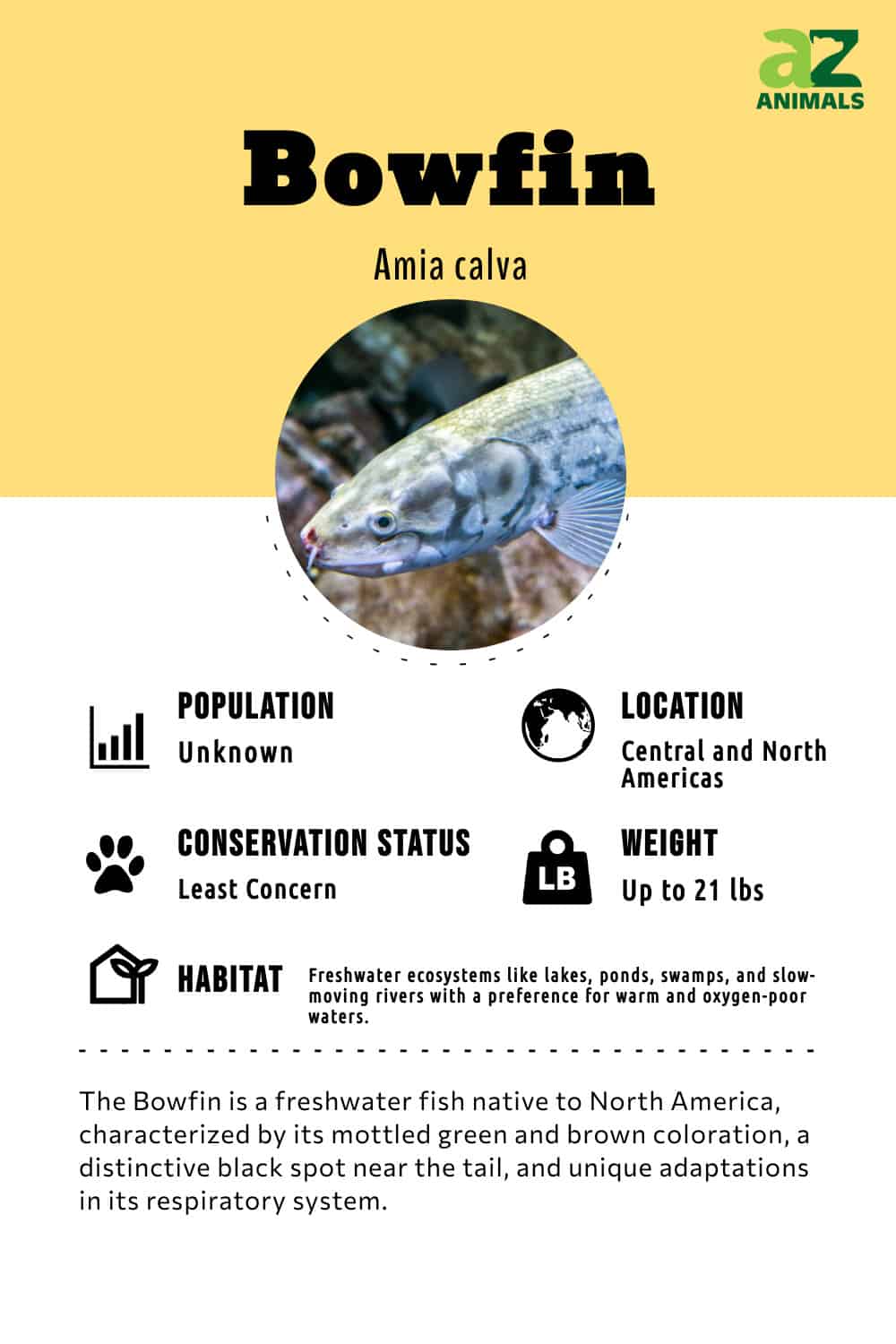 Bowfin Fish Facts - Amia calva - A-Z Animals