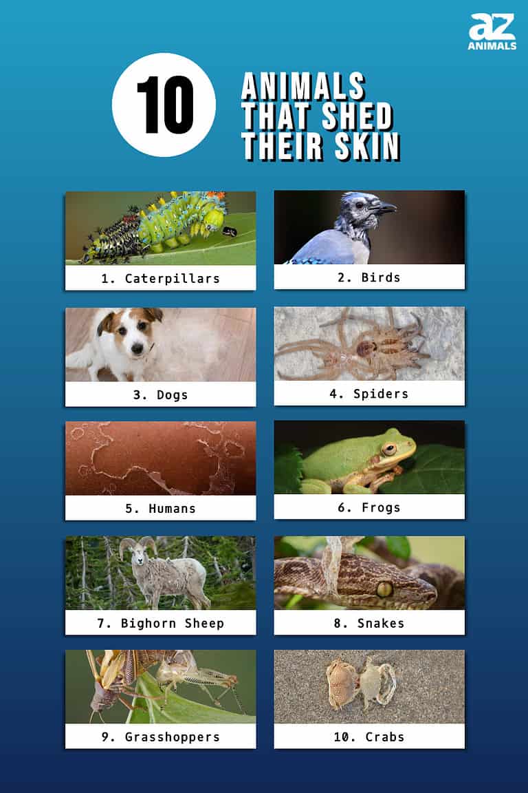 The Fascinating Reason Why These Animals Shed