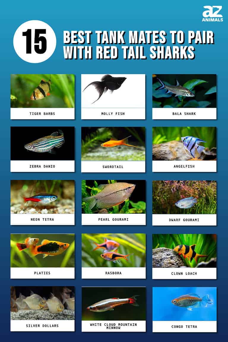 The 15 Best Tank Mates to Pair With Red Tail Sharks - A-Z Animals