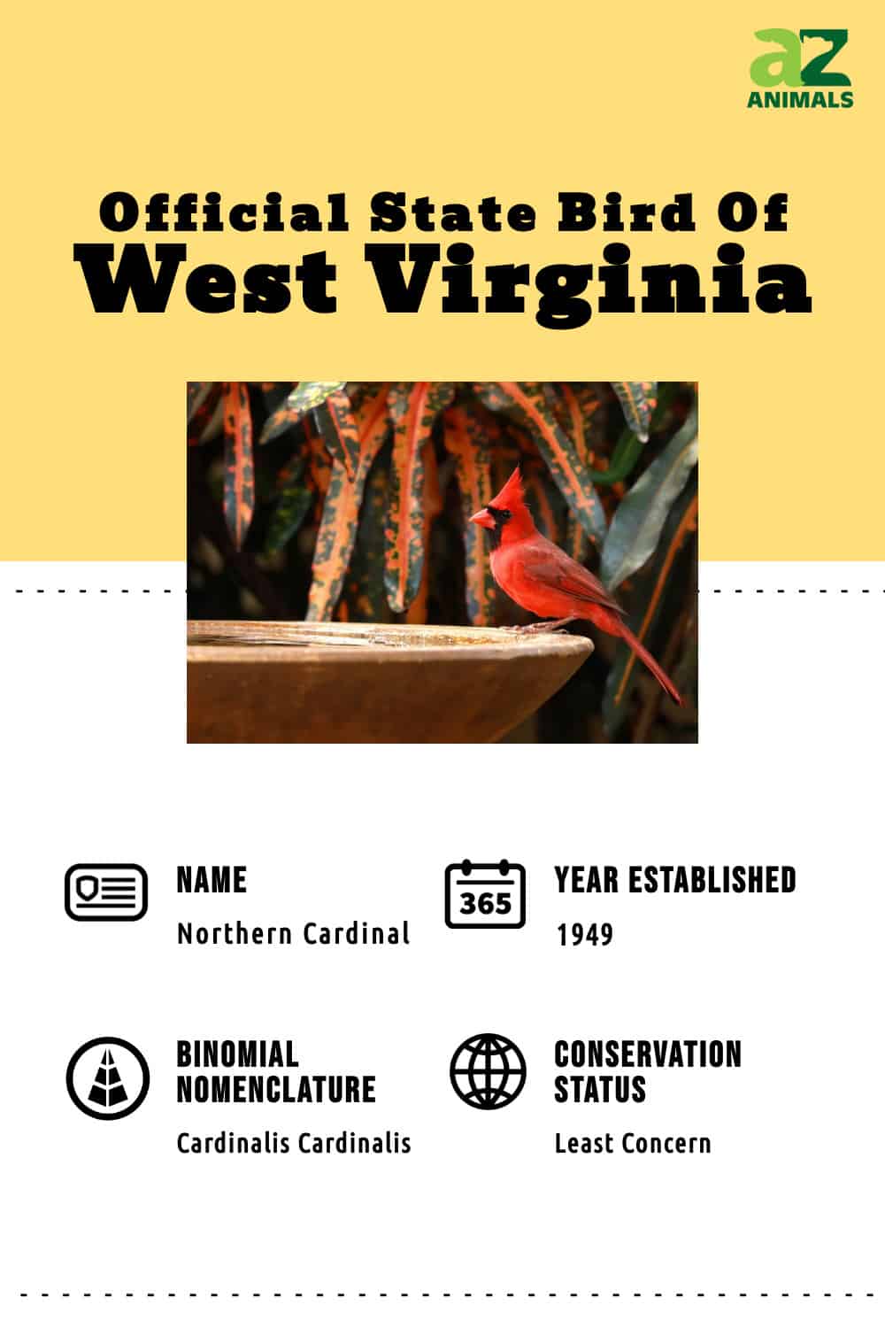 Discover the Official State Bird of West Virginia - A-Z Animals
