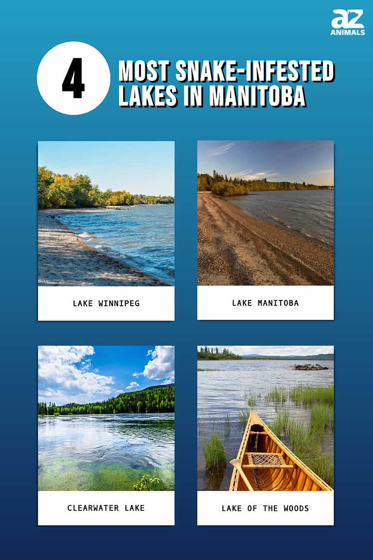 The 4 Most Snake-Infested Lakes in Manitoba - A-Z Animals