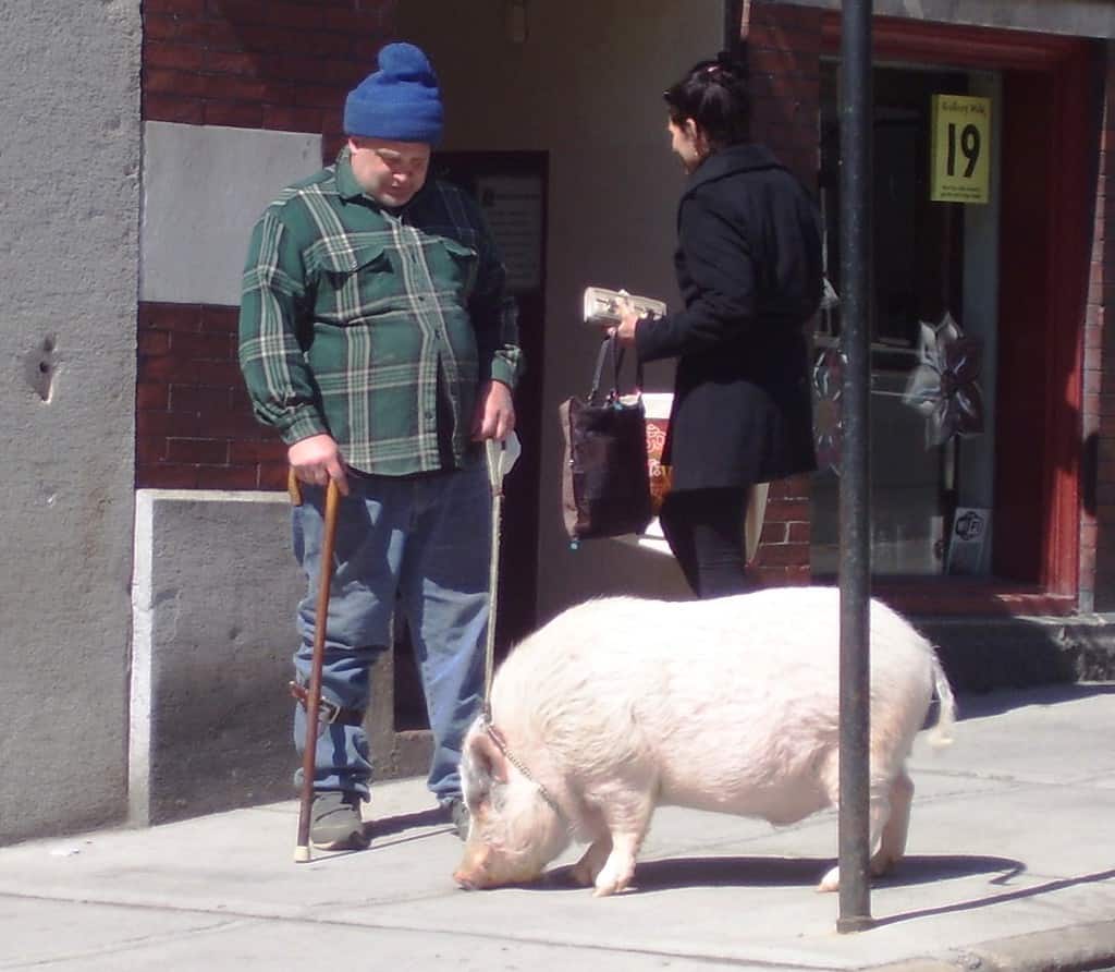 Pig Poop: Everything You've Ever Wanted to Know - A-Z Animals