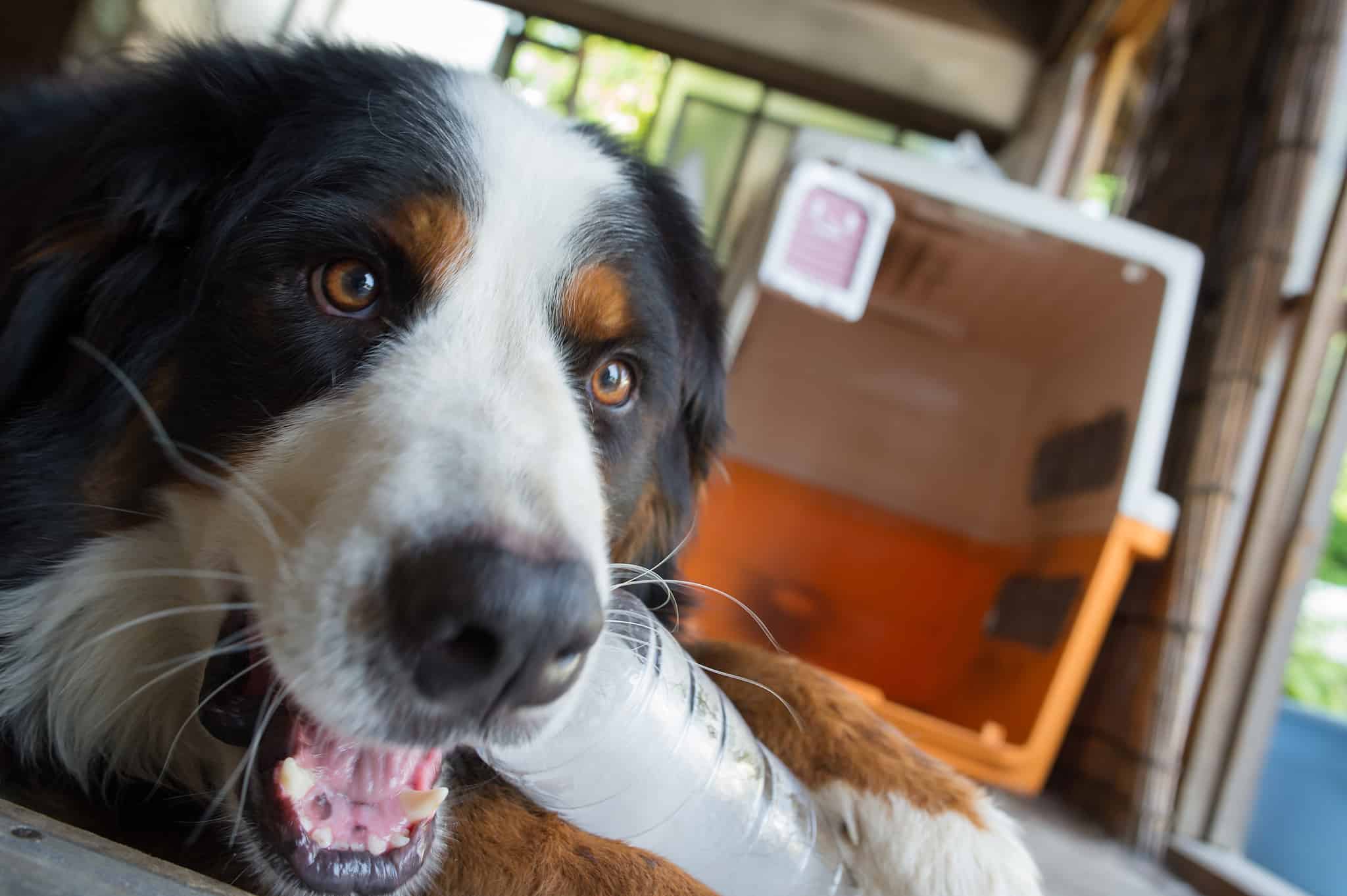 Are Bernese Mountain Dogs the Most Troublesome Dogs? 16 Common ...
