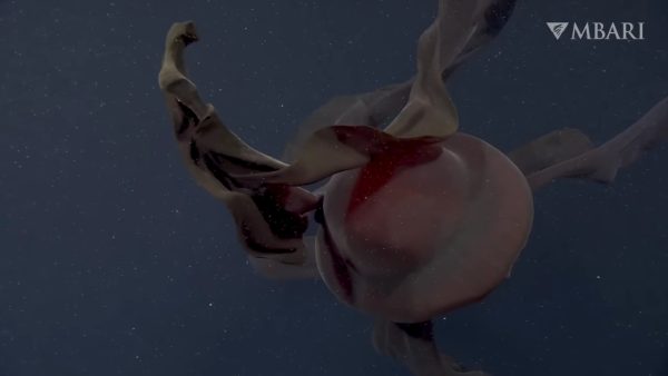 The Elusive Giant Phantom Jellyfish Looks Like Darth Vader - A-Z Animals
