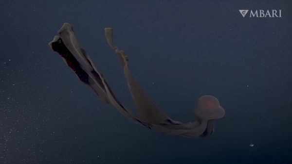 Researchers Capture Footage of Deep-Sea Giant Phantom Jelly With 33 ...