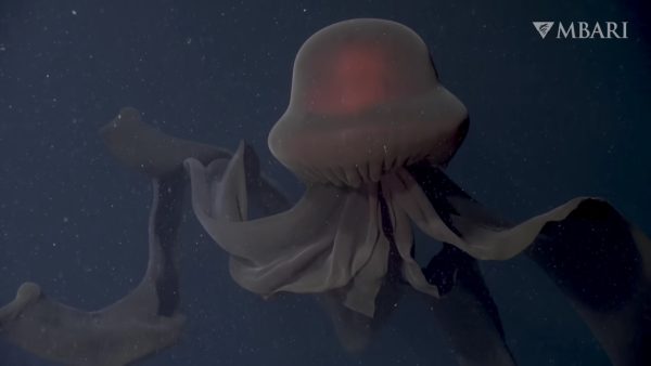 Researchers Capture Footage of Deep-Sea Giant Phantom Jelly With 33 ...