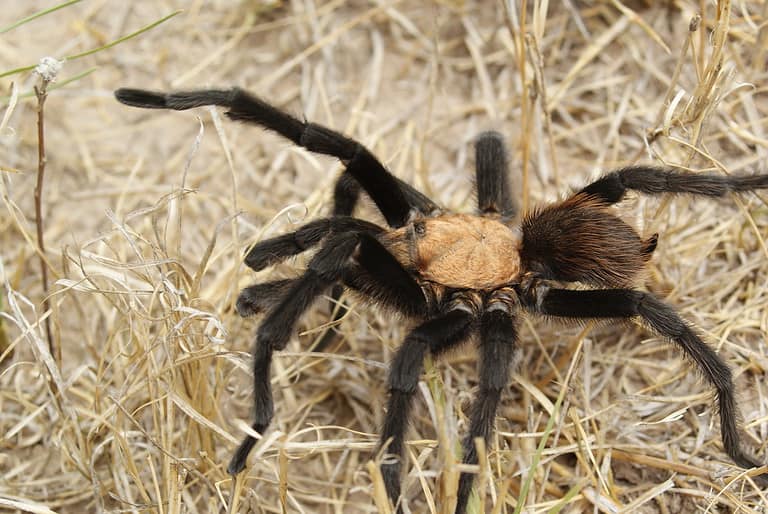 Here's Where You're Like to See Tarantulas in Texas Over the Next Few ...