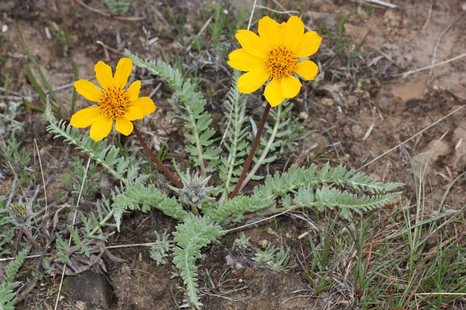28 Beautiful Wildflowers You'll Find in the Pacific Northwest - A-Z Animals