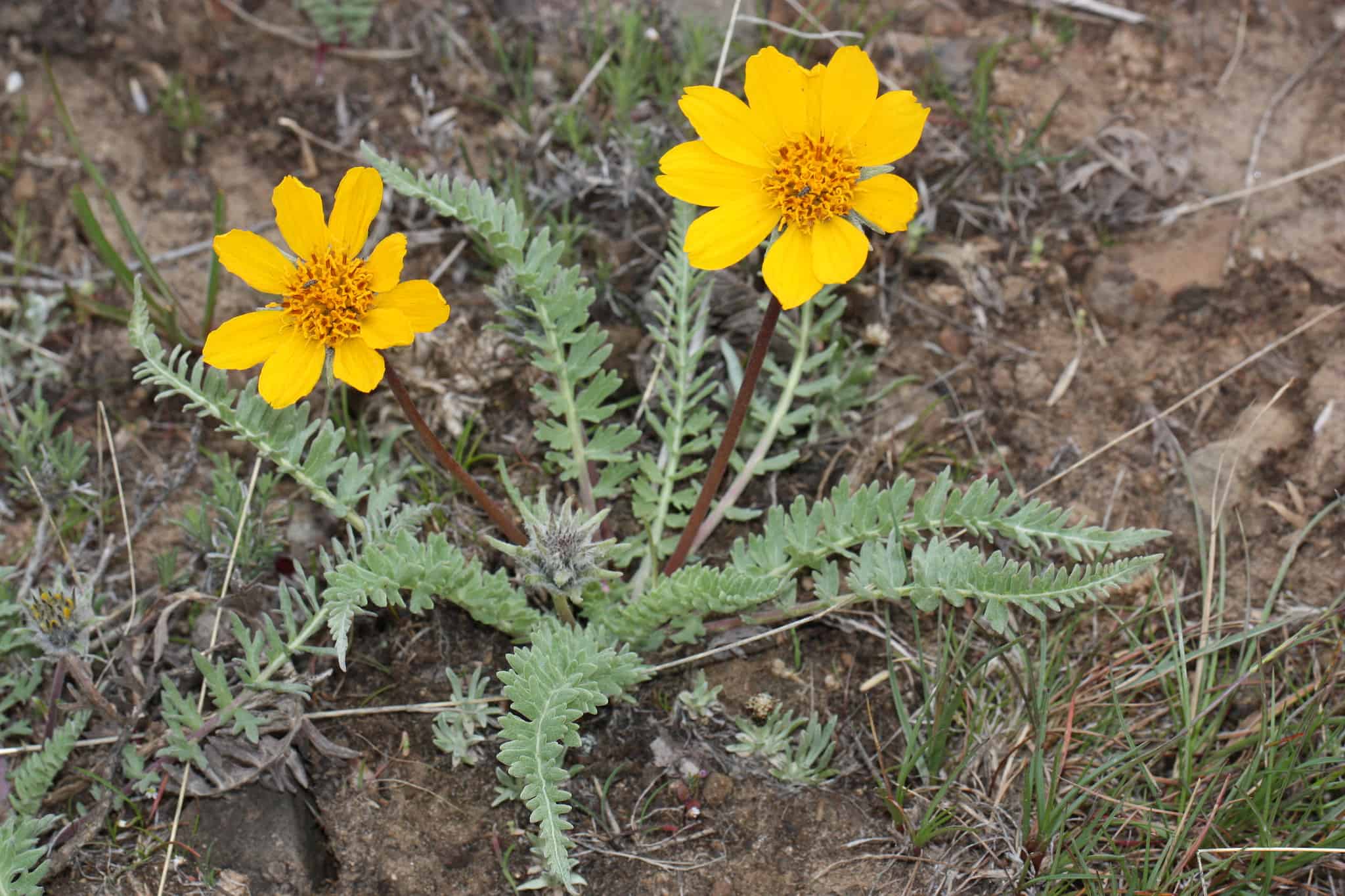 28 Beautiful Wildflowers You'll Find in the Pacific Northwest - A-Z Animals