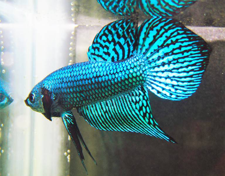 6 Countries and Regions You Can Find Betta Fish in the Wild - A-Z Animals