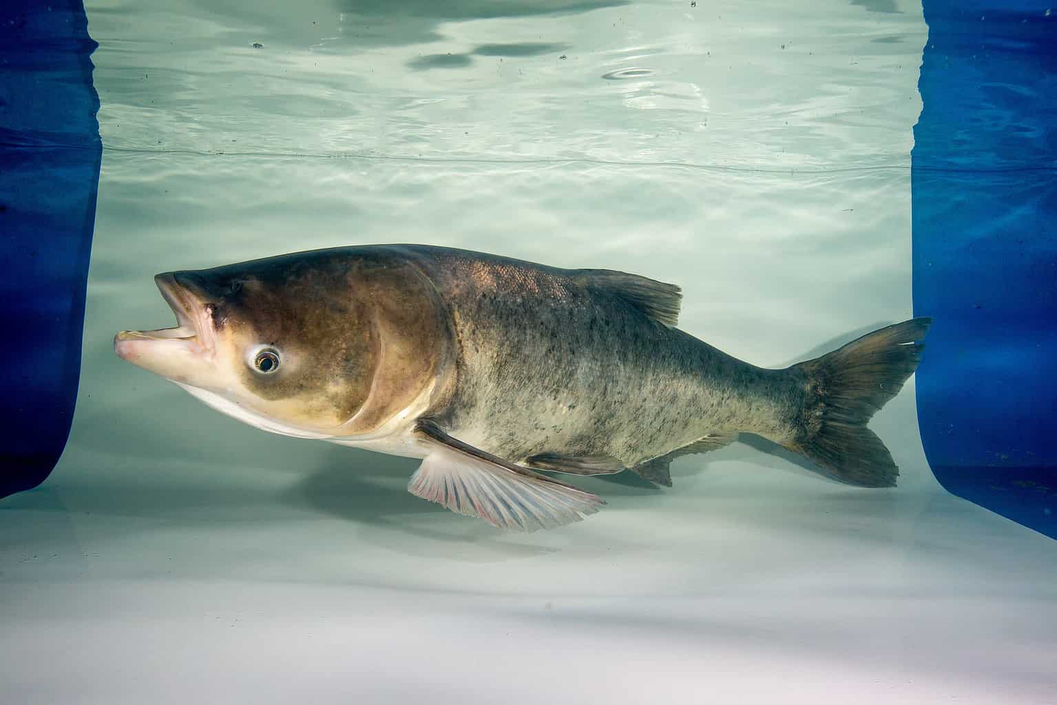 The Largest Bighead Carp Ever Caught in Wisconsin Was the Size of ...
