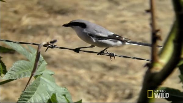 Meet the Shrike: The Butcher Bird That Impales Its Prey on Sharp ...