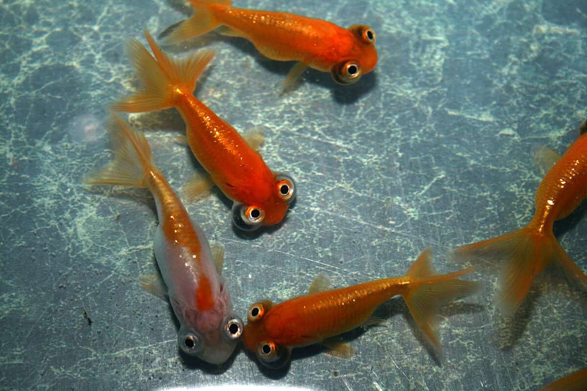 Feral Goldfish are Nearing "Invasive" Levels in Canada - A-Z Animals