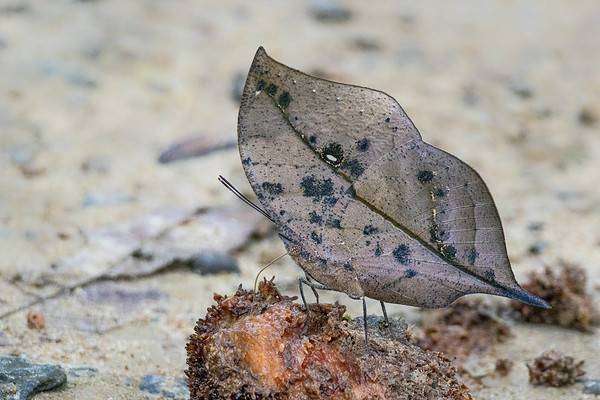 10 Different Insects That Look Like They Are Leaves - A-Z Animals