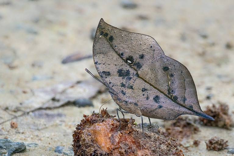 10 Different Insects That Look Like They Are Leaves - A-Z Animals