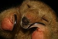 Discover the Mysterious Silky Anteater: Everything To Know About This ...