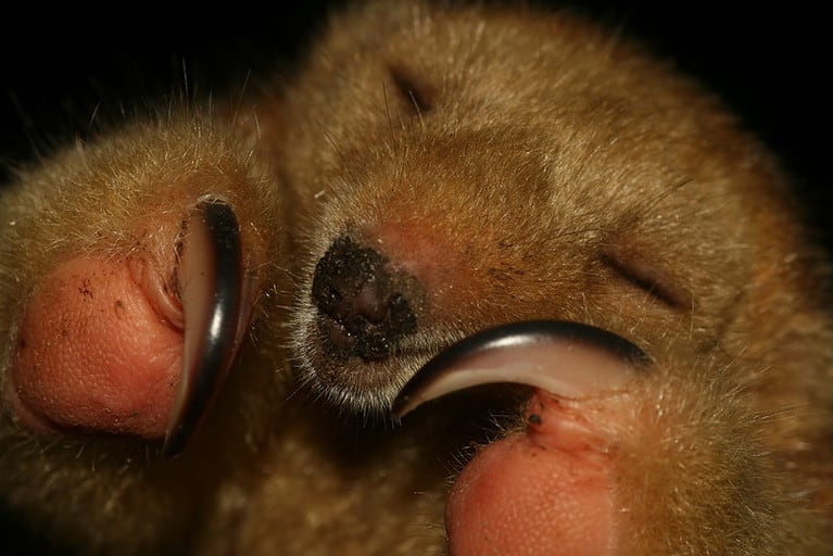 Discover the Mysterious Silky Anteater: Everything To Know About This ...