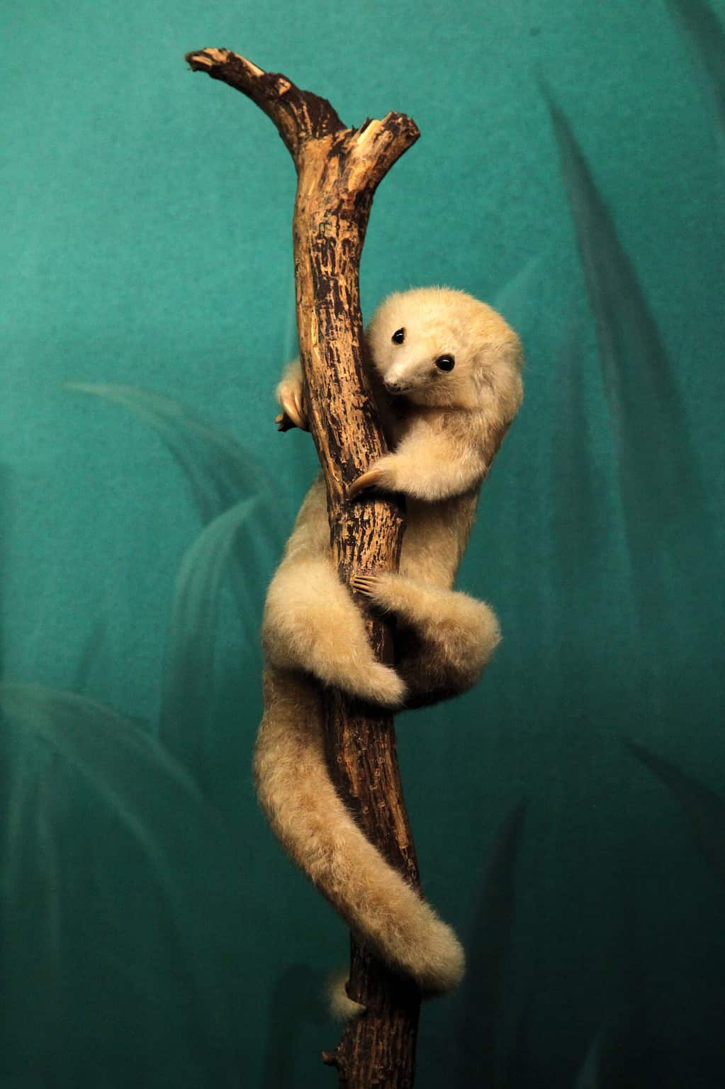 Discover the Mysterious Silky Anteater: Everything To Know About This ...