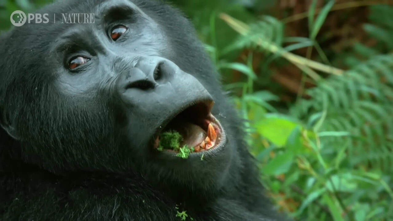 Wild Gorillas Heard Happily Singing While Enjoying Their Dinner - A-Z ...