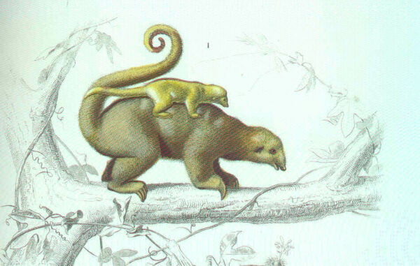Discover the Mysterious Silky Anteater: Everything To Know About This ...