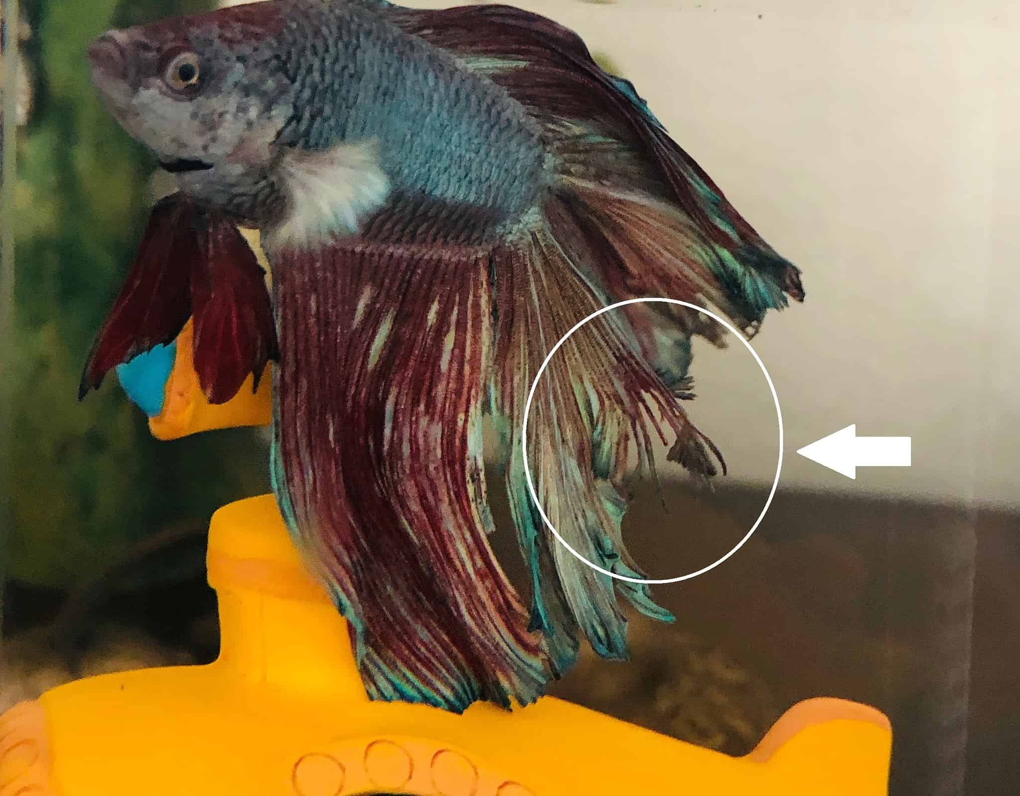 Betta Fish Fin Rot: How to Quickly Identify and Treat It - A-Z Animals