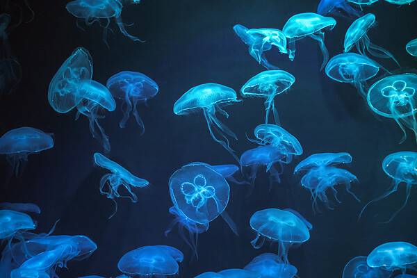 14 Amazing Transparent Animals - A-Z Animals