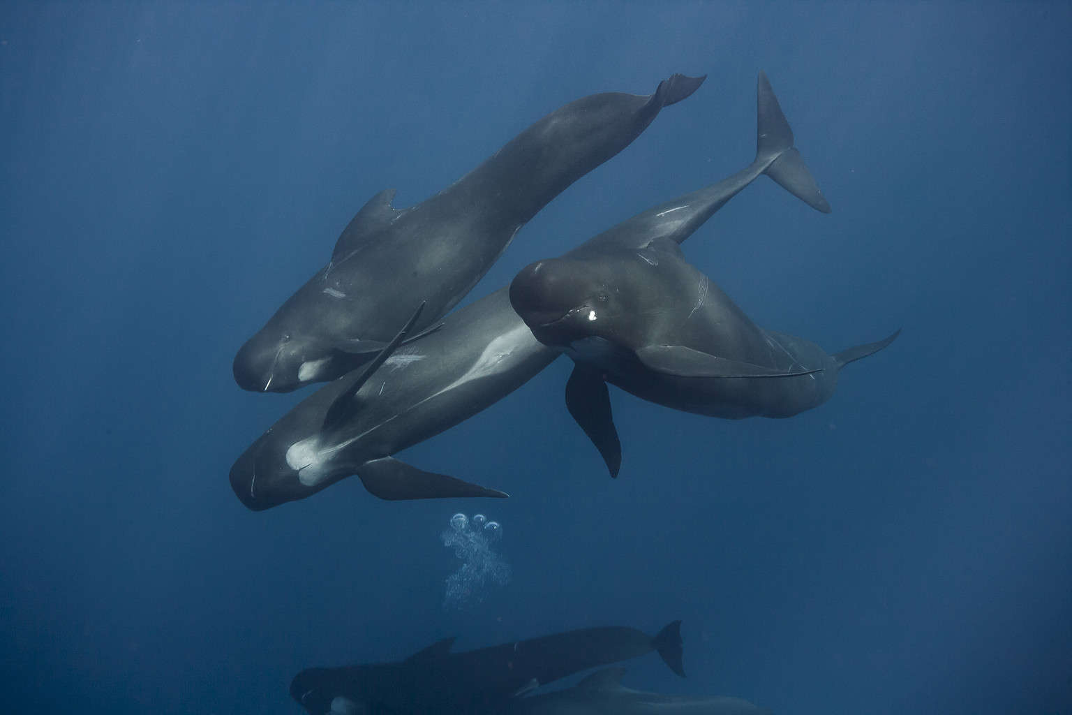 Pilot Whales: Unusual Strandings, Diet, and the Threats They Face - A-Z ...