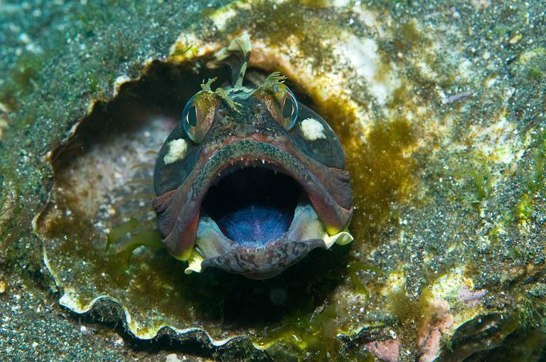 The Weirdest Looking Sea Creatures Found in the Deep Ocean - A-Z Animals
