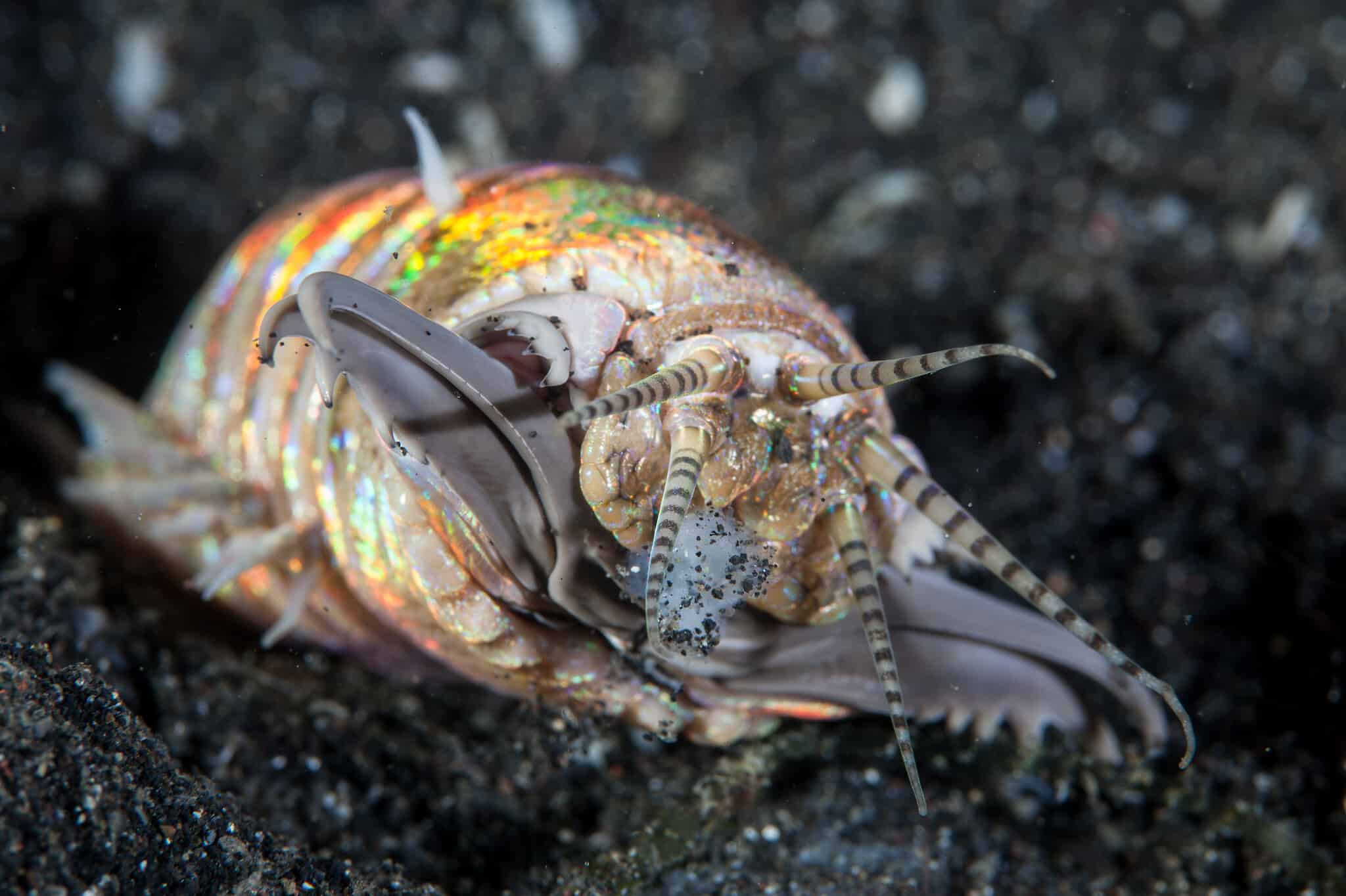 Discover the Bobbit Worm: The Terrifying Fish-Snatching Creature Of the ...