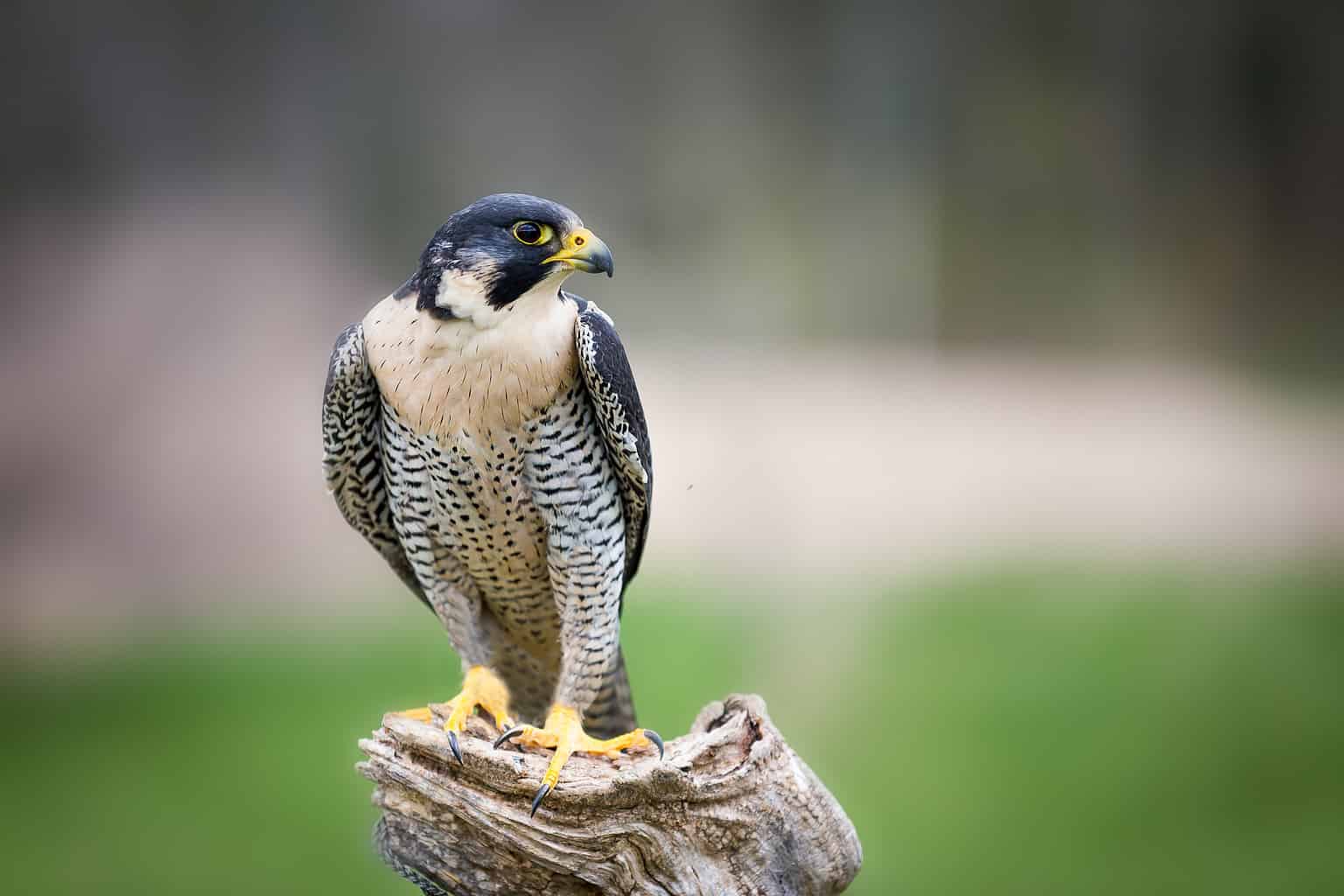 The 4 Types of Falcons That Call Florida Home - A-Z Animals