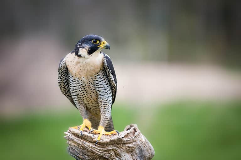 20 Birds That Spend Their Winters in Washington - A-Z Animals