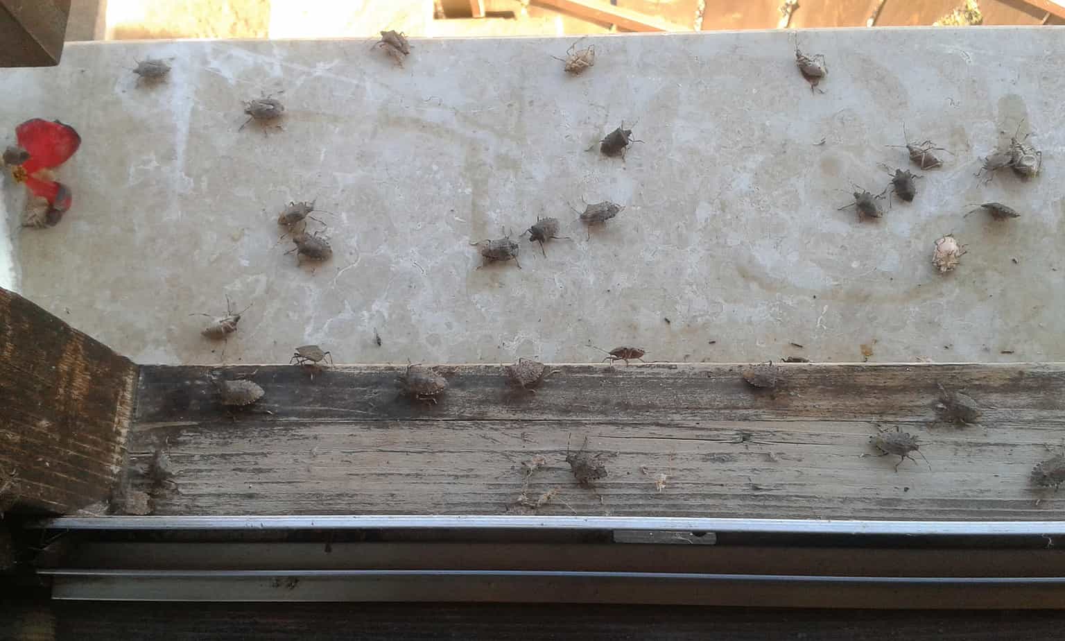 Stink Bug Statistics: What You Don't Know - A-Z Animals