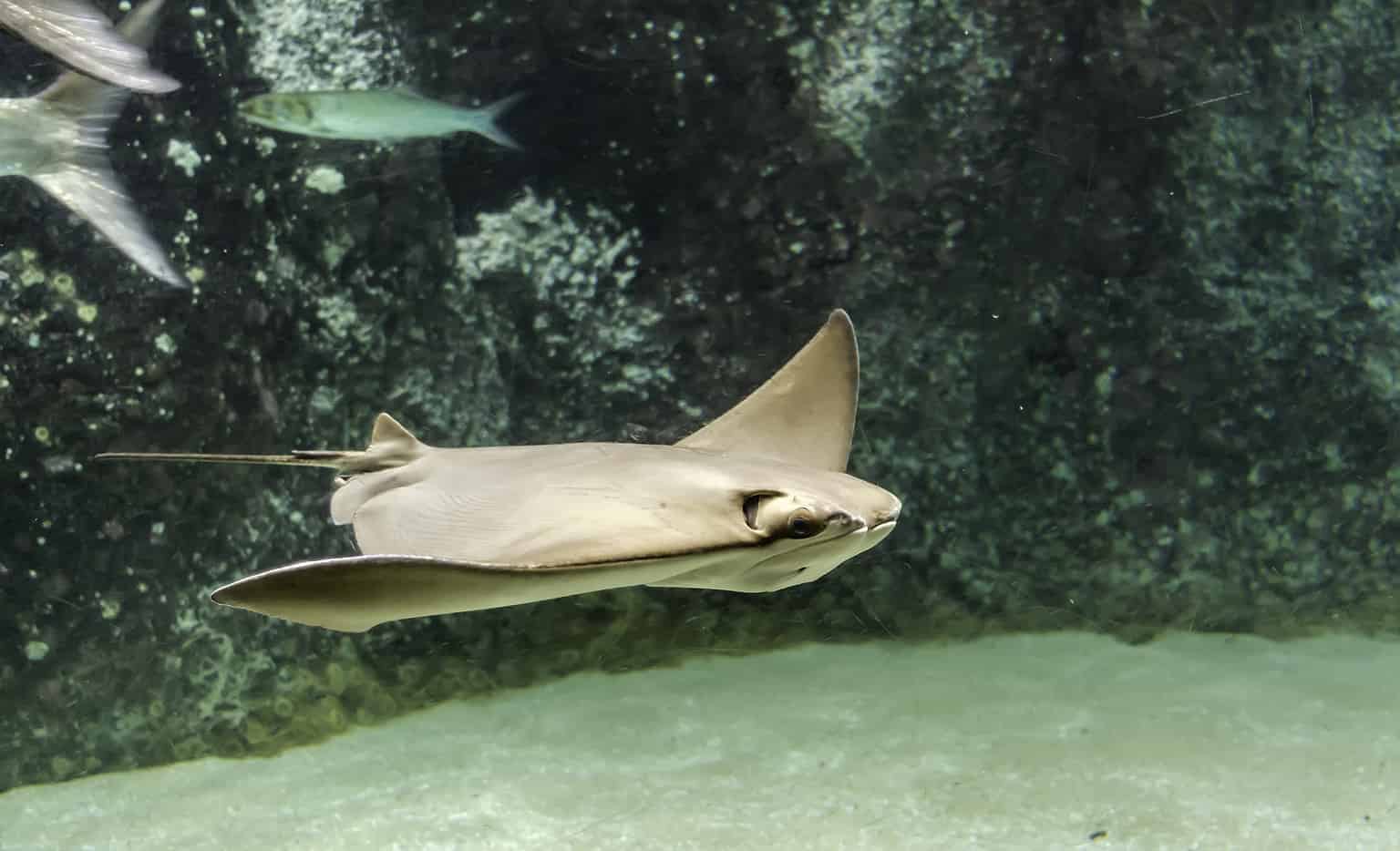Discover the 7 Stingrays Found in Florida Waters — Are Any Dangerous ...