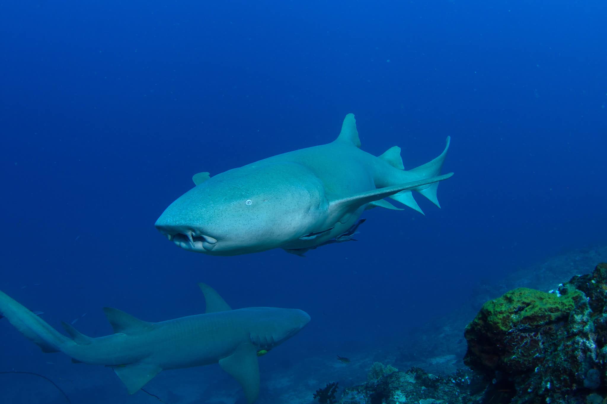 Discover 15 Sharks Found in Japanese Waters - A-Z Animals