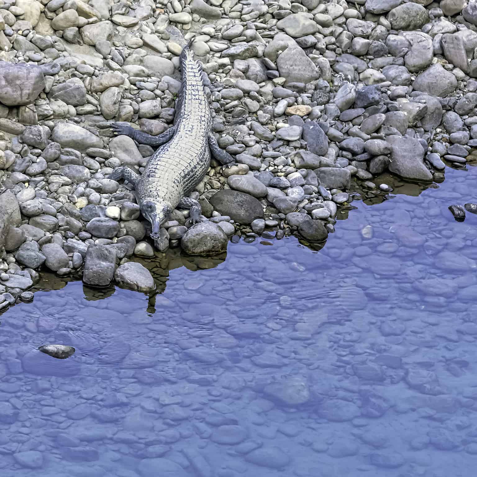 Why This Reptile Sounds Like It's Snoring While Awake