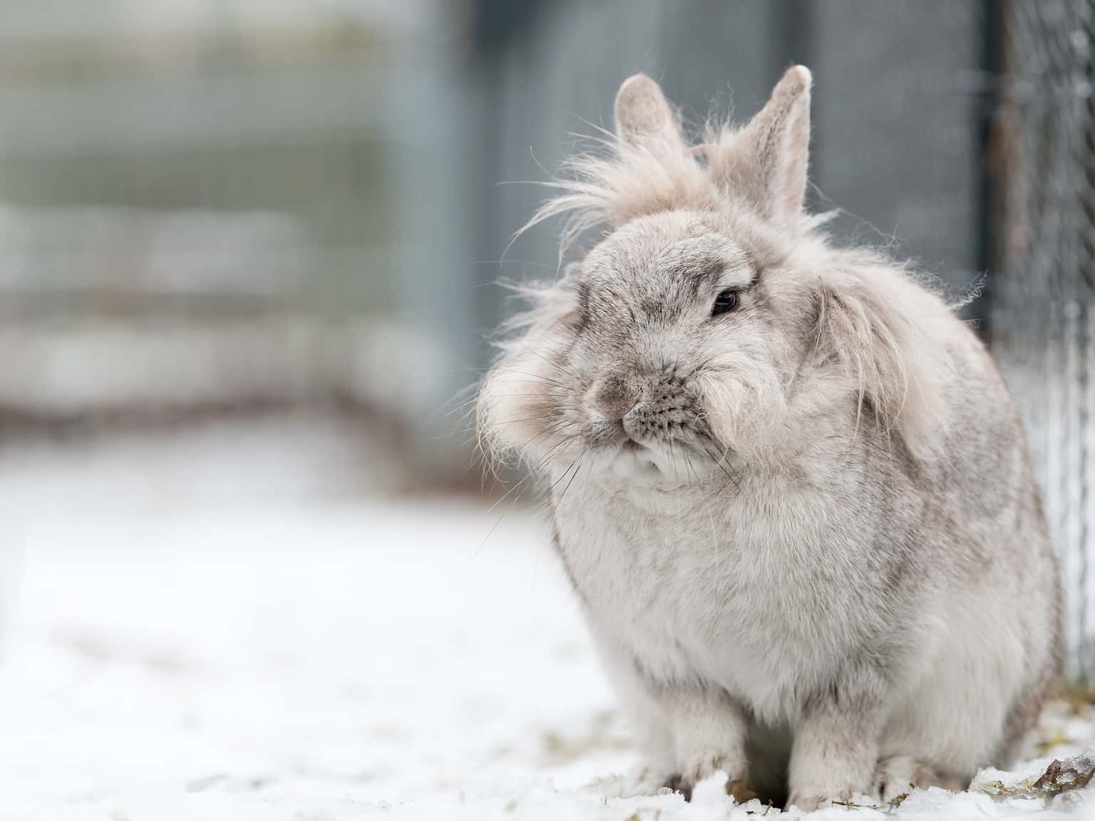 Lionhead Rabbit Lifespan: How Long Do Lionhead Rabbits Live? - A-Z Animals