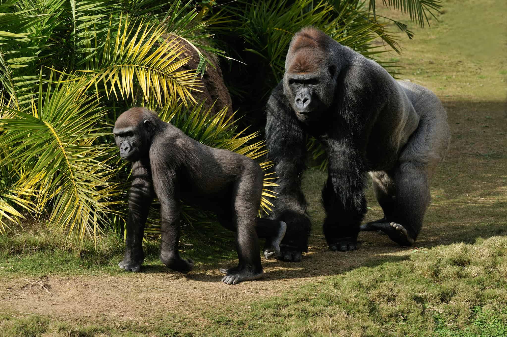 Discover Earth's Largest Gorillas - A-Z Animals Slideshows