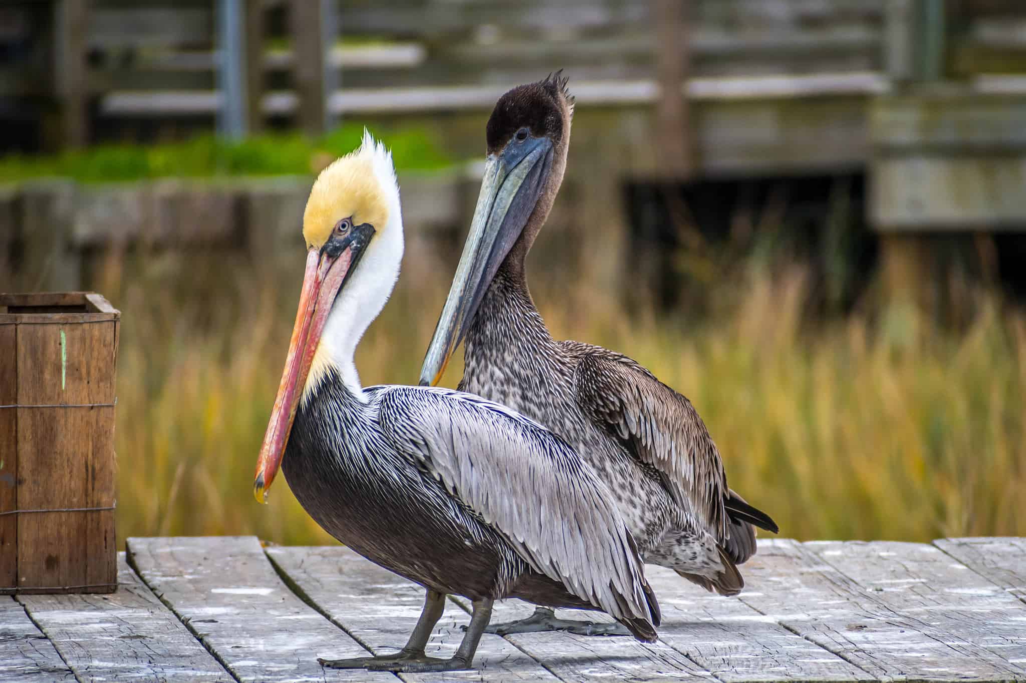 Pelican Animal Facts - Pelecanidae - A-Z Animals