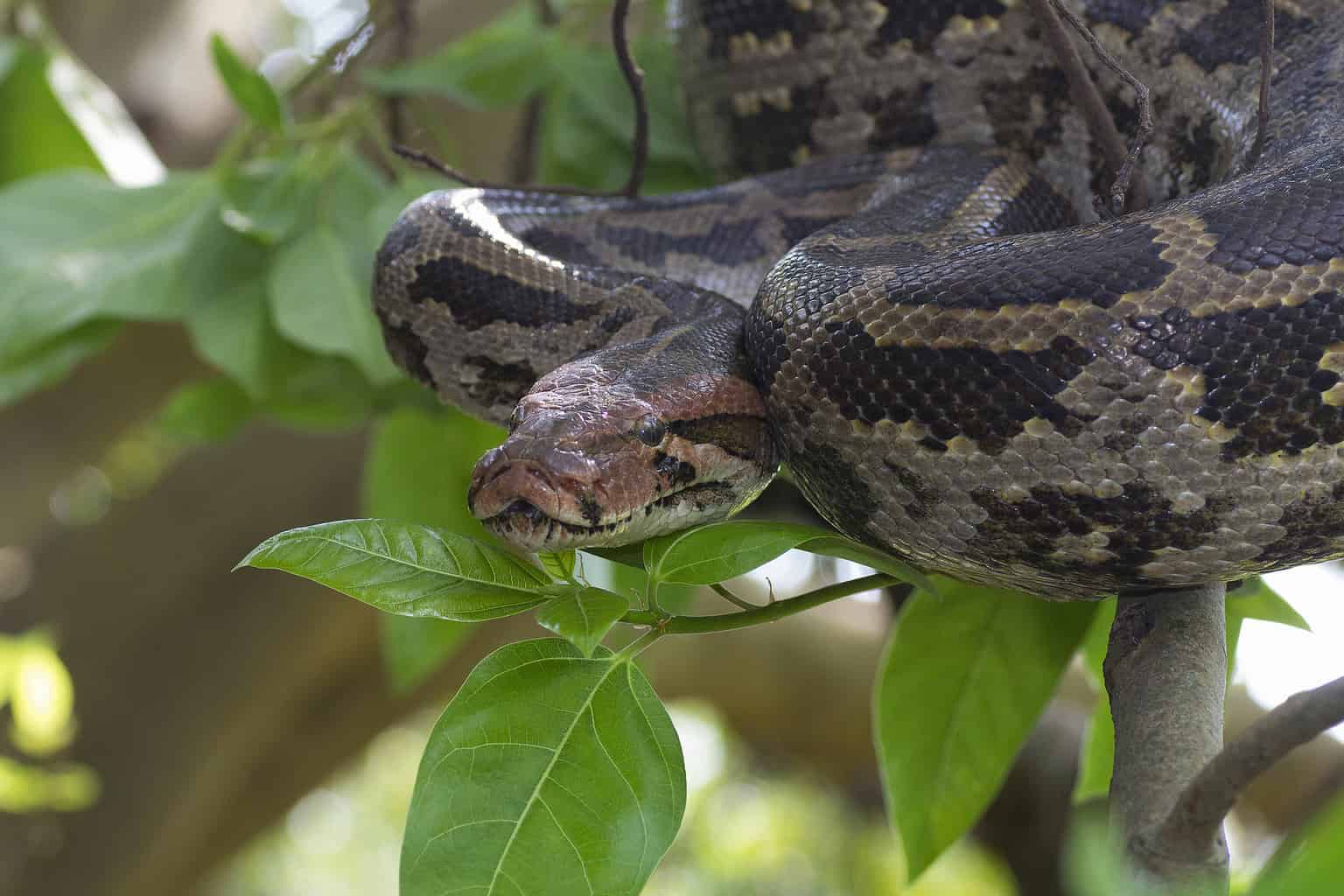 Python Poop: Everything You've Ever Wanted to Know - A-Z Animals