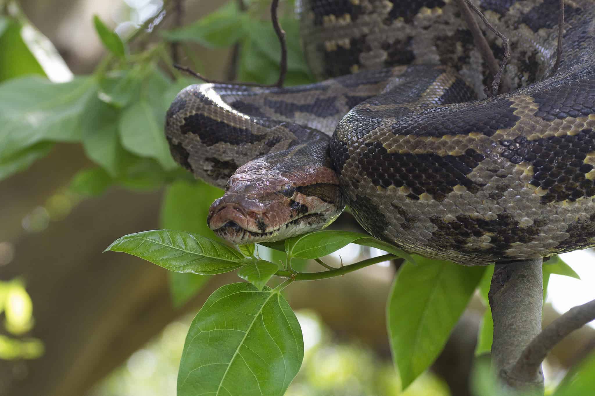 Python Poop: Everything You've Ever Wanted to Know - A-Z Animals