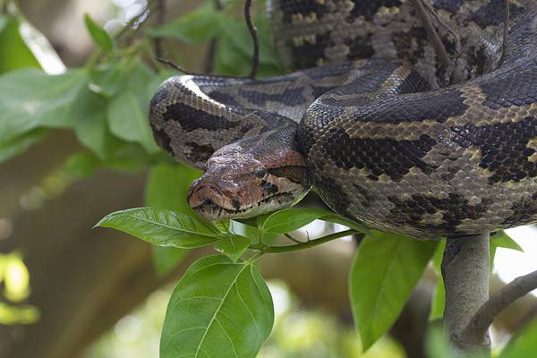 Python Poop: Everything You've Ever Wanted to Know - A-Z Animals