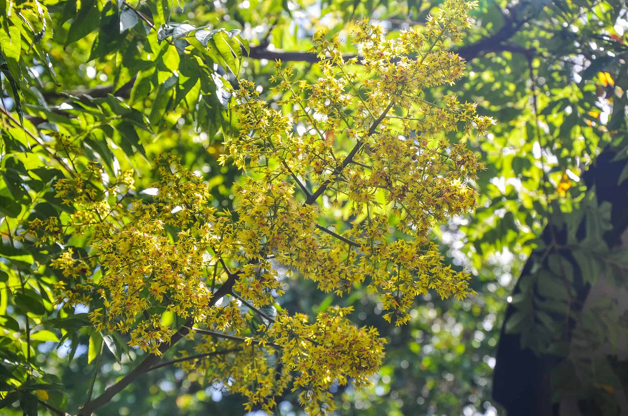 A Comprehensive Look at 13 Gorgeous Flowering Trees Found in Florida ...